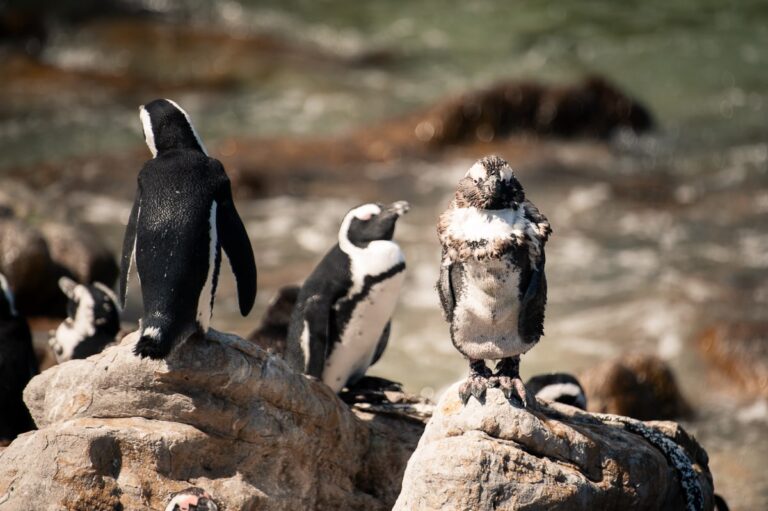 Fill the frame photography composition for impact (how, when, why)