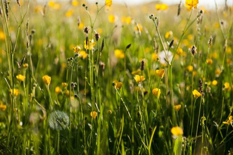 Fill the frame photography composition for impact (how, when, why)