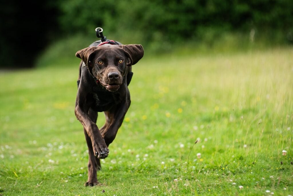 Fill the frame photography composition for impact (how, when, why)