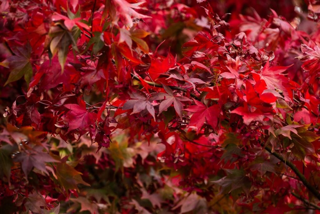 How to use pattern in photography composition for impact